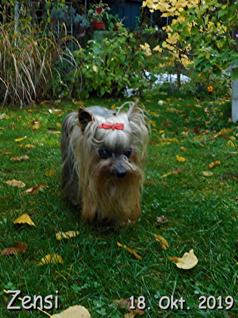 Zensi 2019 - zensis-seites Webseite!