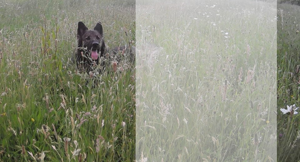 Wolf Spirit pondering — Learning from the Wolf - Capturing the Spirit