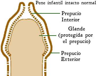 6190 ARELATO de su prepucio - Misterios decodificados de la Torah