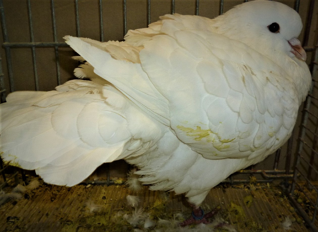 Züchtertipps und Gedanken zur Taubenzucht - Vereinigung ...