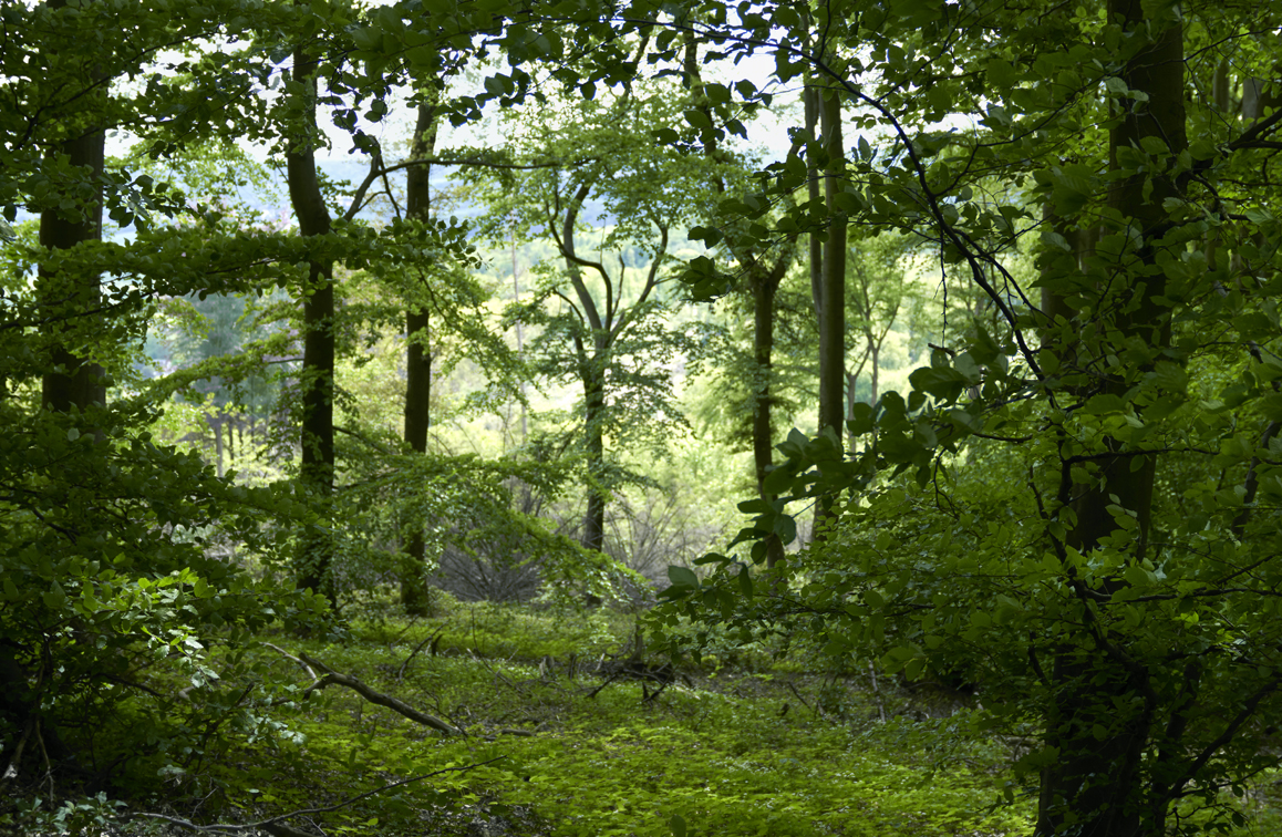 Forest I Naturfotografie I Waldaufnahmen - Ellen Bornkessel Photography