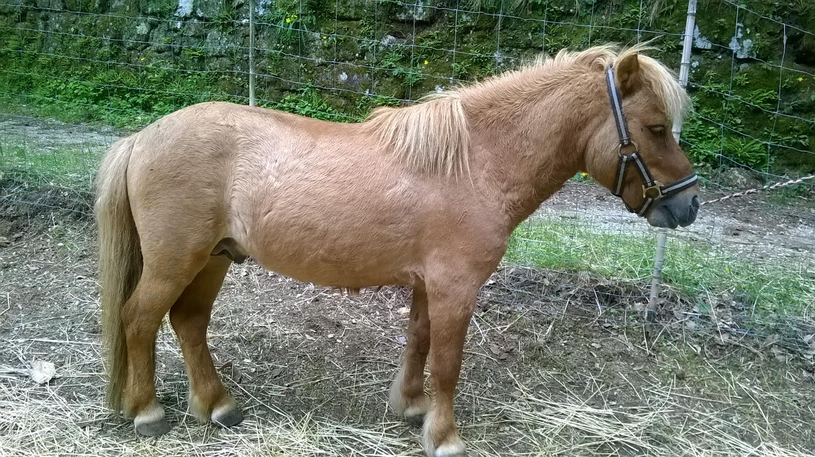 Les étalons du Languedoc-Roussillon - Site de etalonshetland