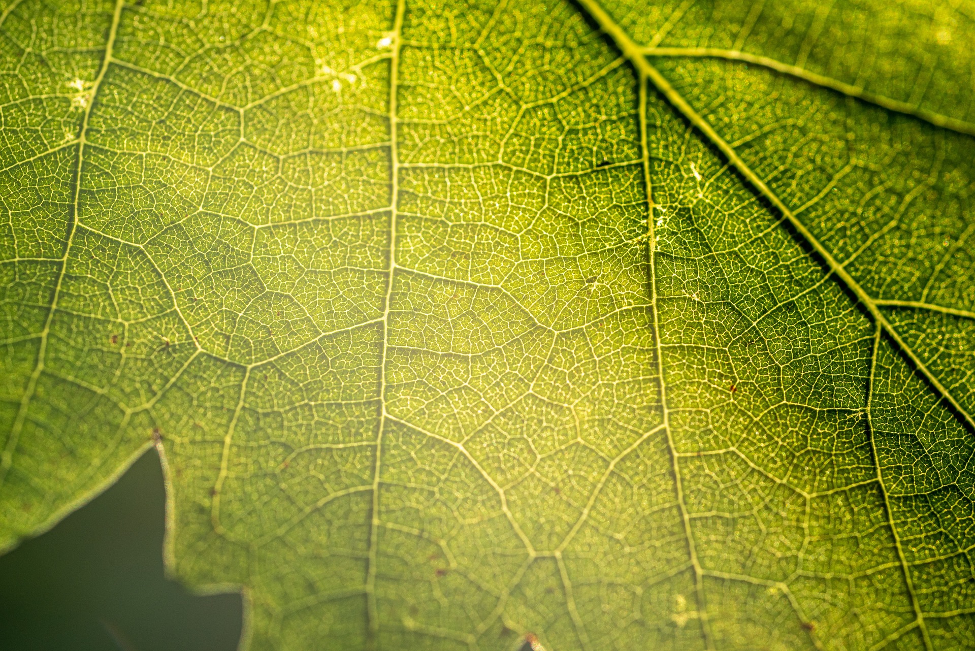 La communication silencieuse des arbres - All around the Planet