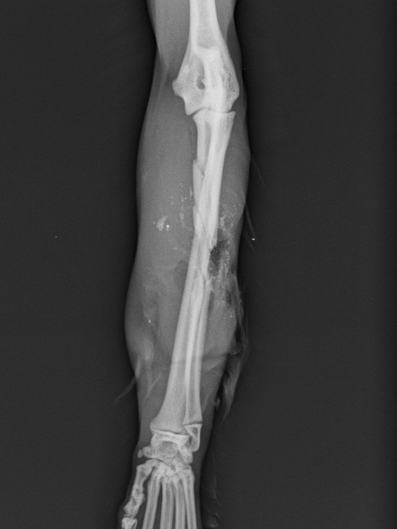 Axial pattern Flaps - KUFvets Tierärzte