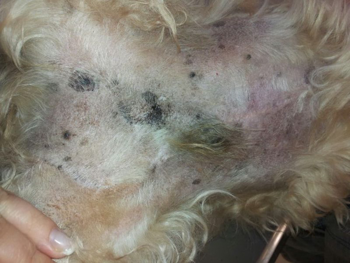 Axial pattern Flaps - KUFvets Tierärzte