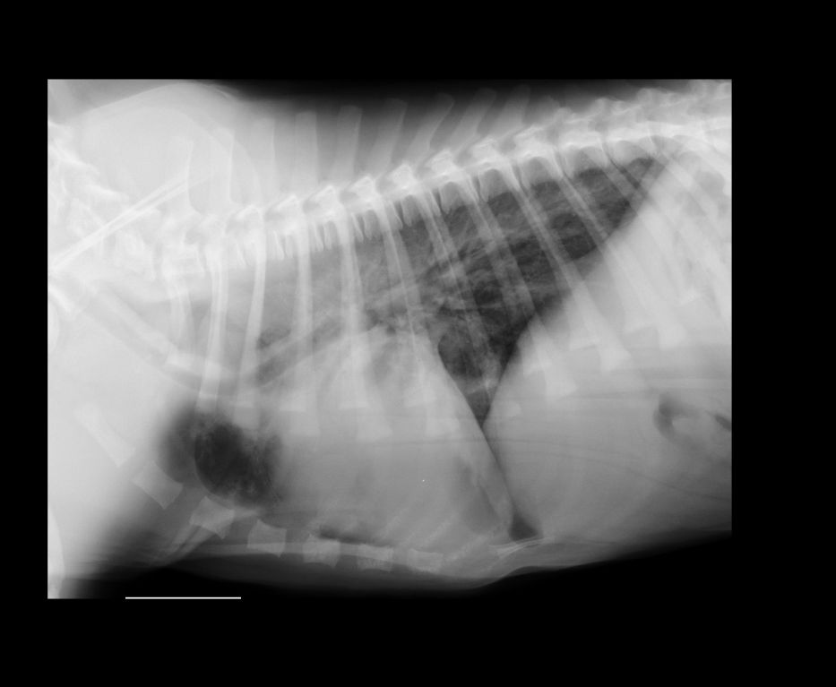 THORAX - KUFvets Tierärzte