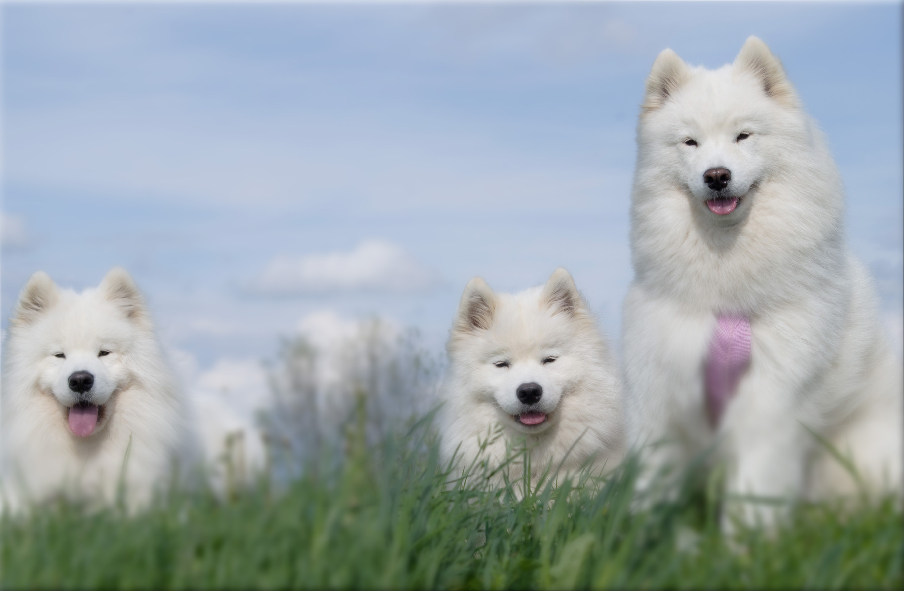 Startseite - samojede-bamorlen-s Webseite! Das Leben und die Natur mit ...