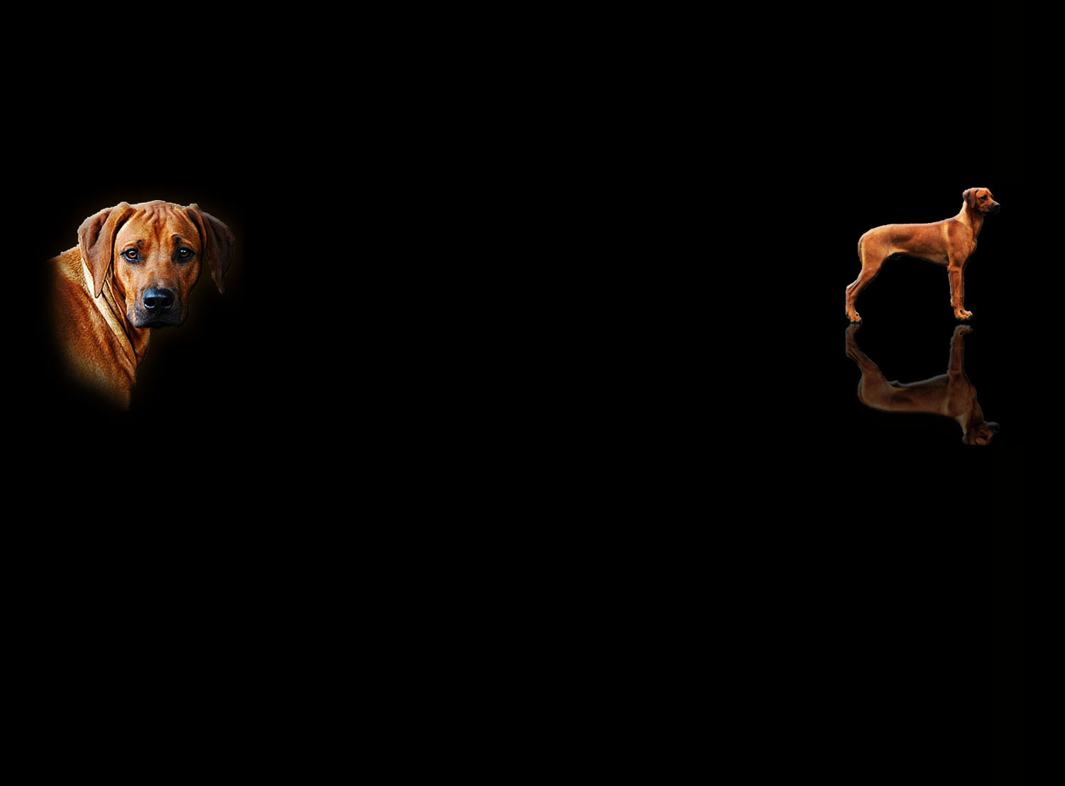 Rubicon Red Brilliant Red "RUBY" - rubiconred-ridgebacks Webseite!