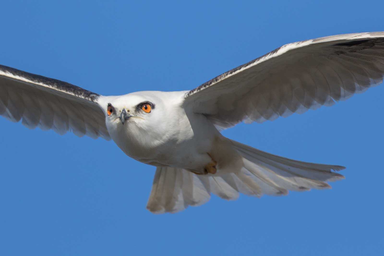 Australischer Gleitaar - photo-natur.de