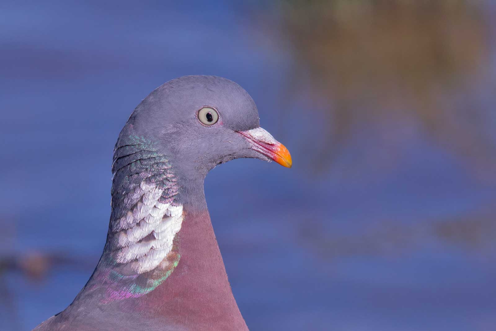 Ringeltaube (Columba palumbus) - photo-natur.de