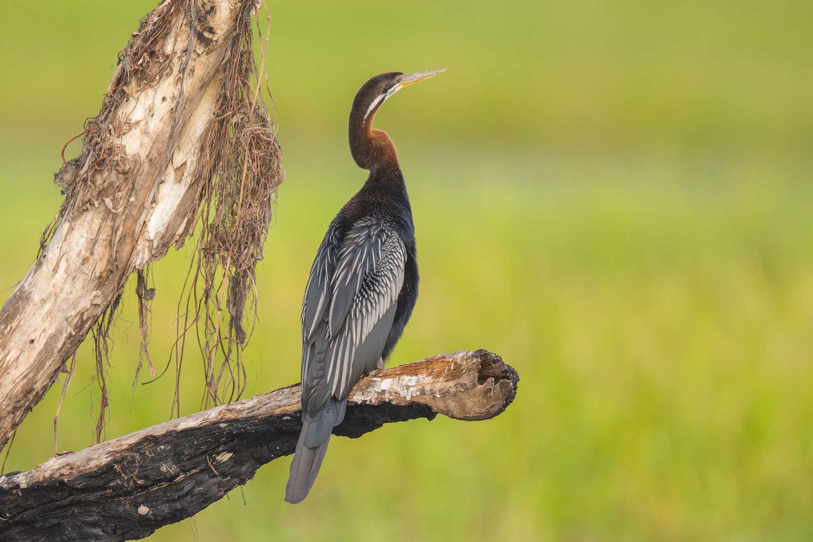 Australischer Schlangenhalsvogel - photo-natur.de