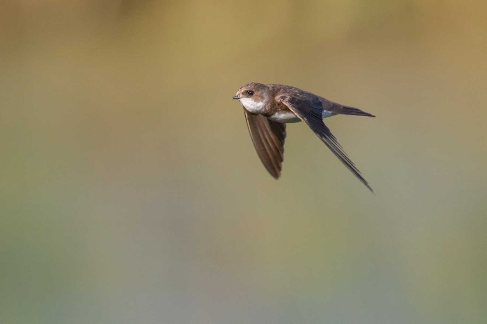 Uferschwalbe - Bilder und Informationen - photo-natur.de