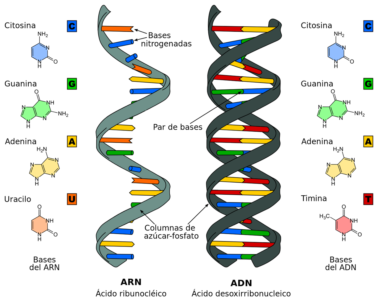 Bases moleculares de la herencia. Transcripción. - Mundogenetica