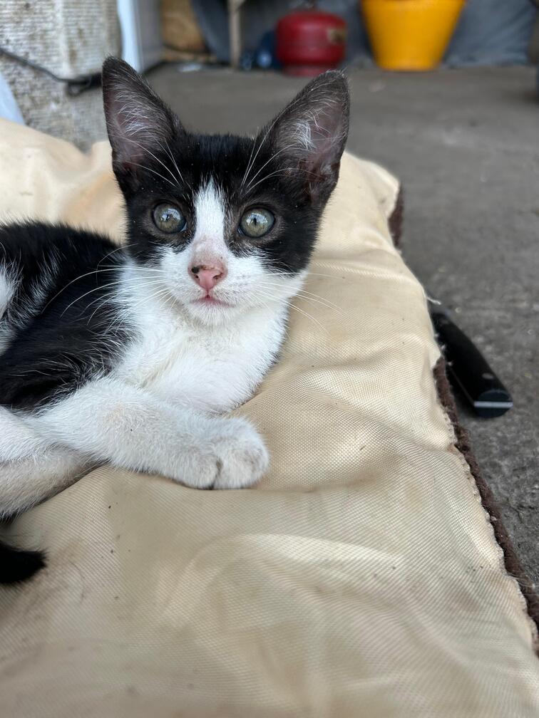 Karwan Georgiana - Hope for Future