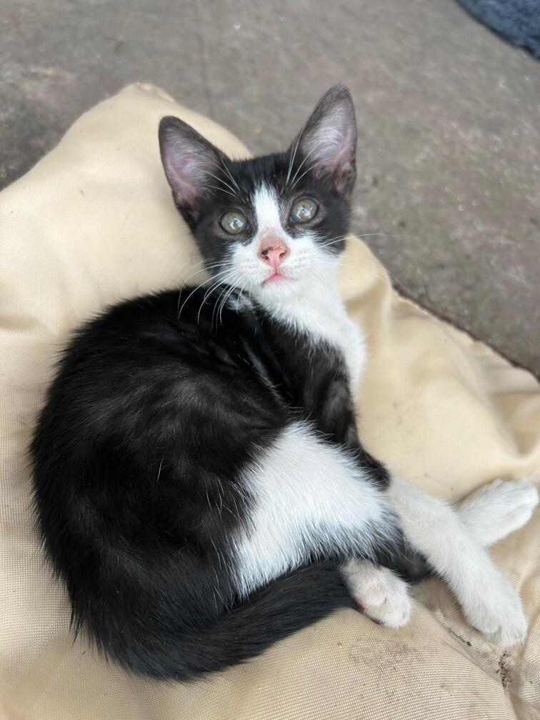 Karwan Georgiana - Hope for Future