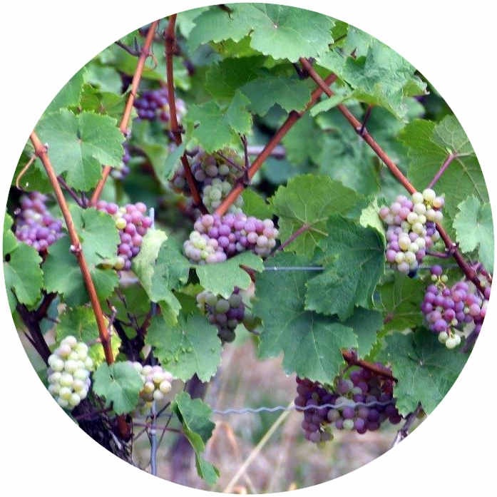 Roter Riesling - kus-kamera-und-schreibkram.de