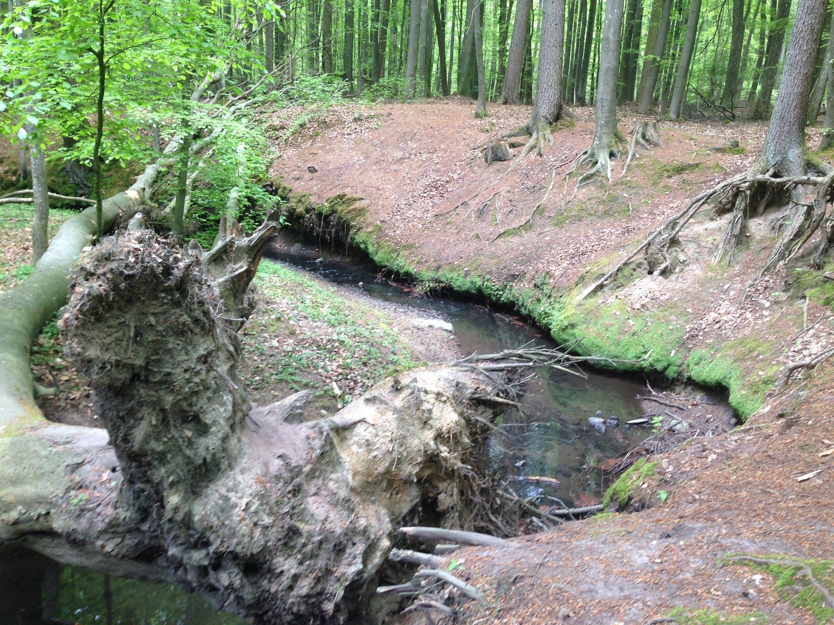 Forst Endern - NABU-Kisdorfer Wohld