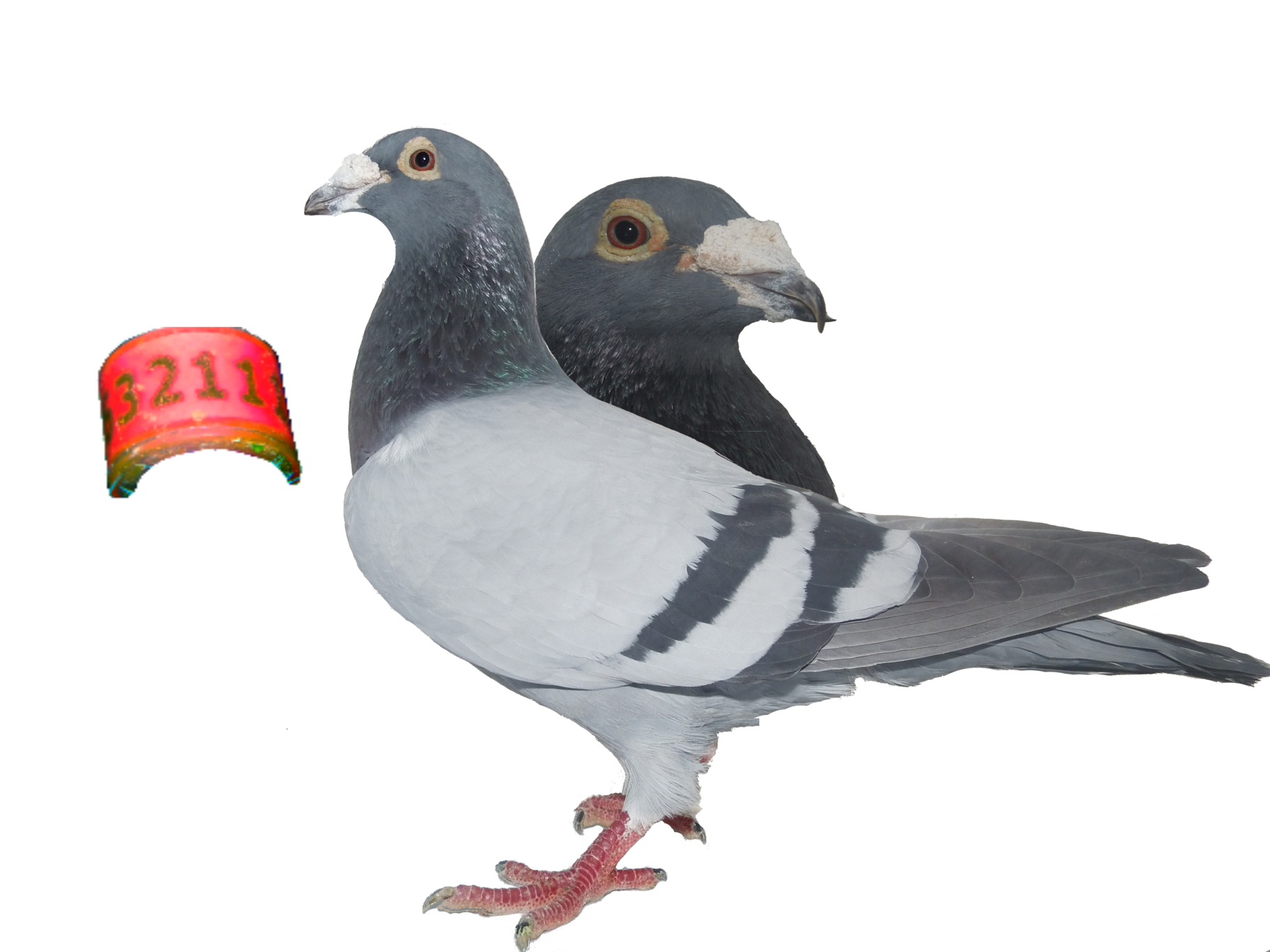 Zuchttauben zum einkreuzen für die Reise! - Neuer Zuchtschlag der ...