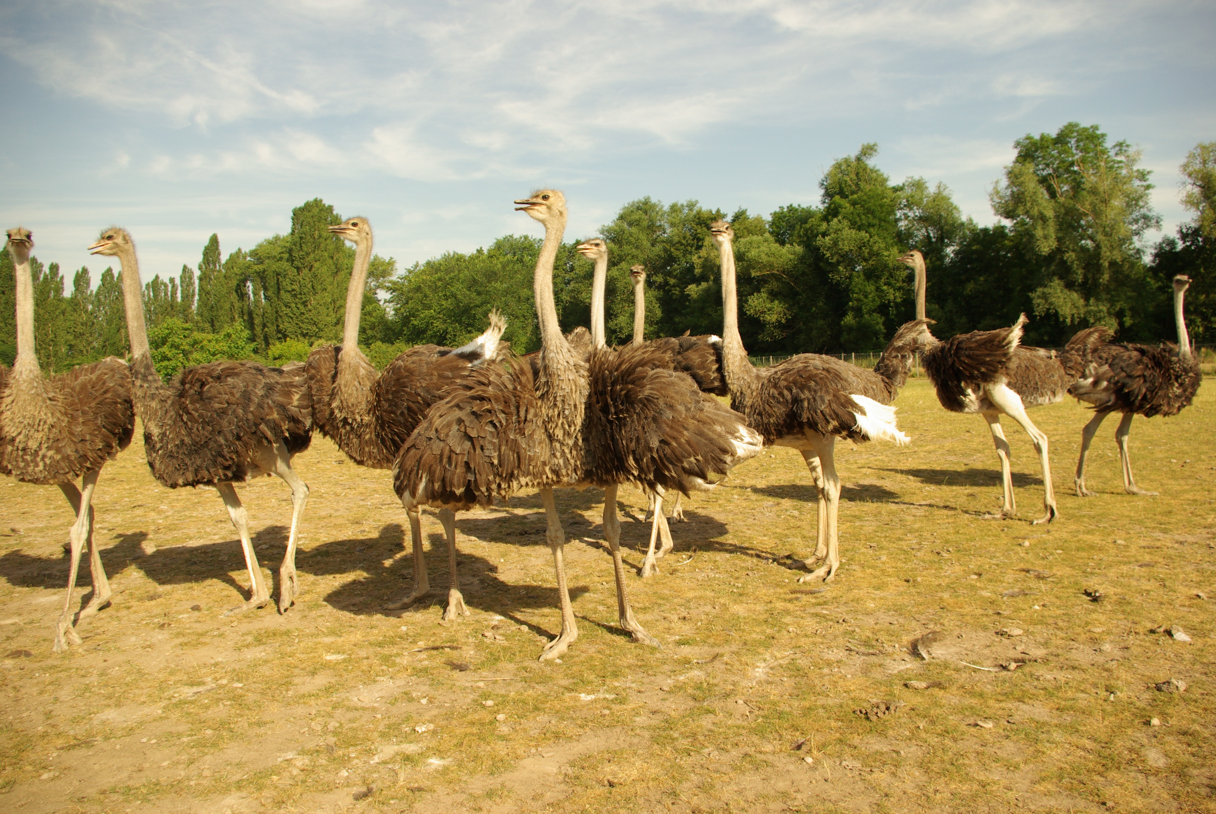 Straußenfarm Mhou - Raum für Sinne und Seele - mhoufarms Webseite!