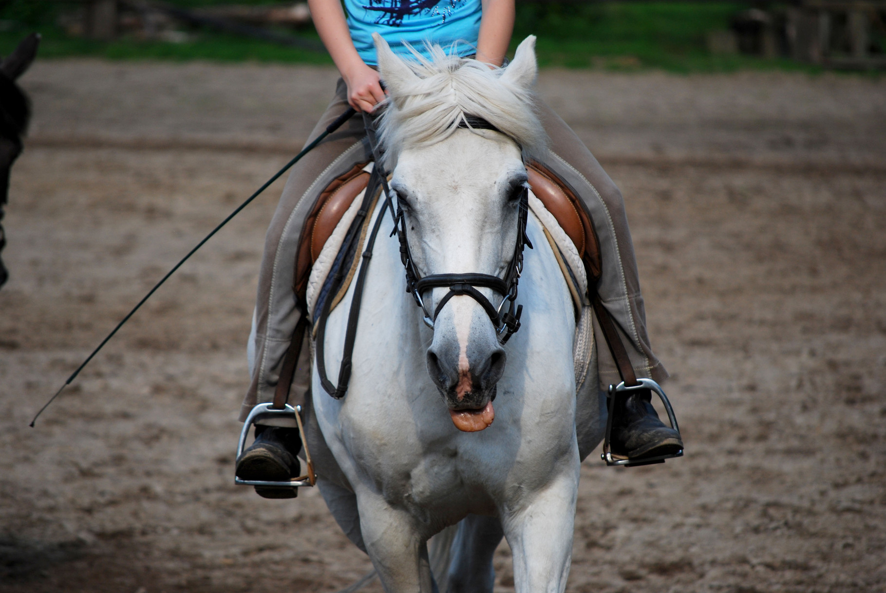 Reiten - reitverein-buxtehudes Webseite!