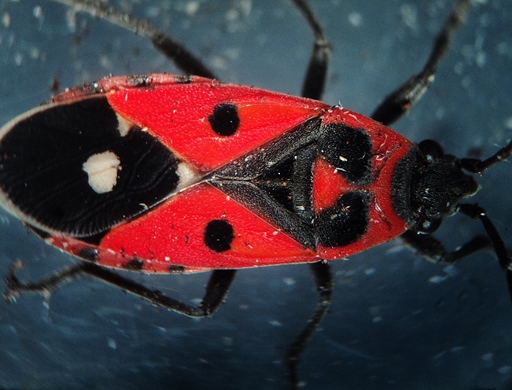 Família Lygaeidae (Schilling, 1829) - vilobicel
