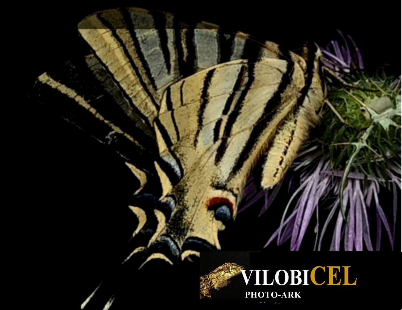 PHOTO-ARK - vilobicel