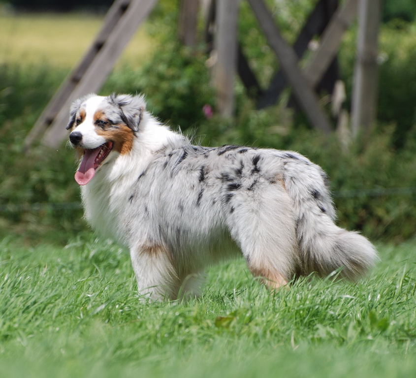 Das Merle-Gen - Home