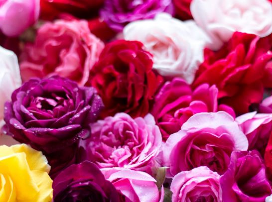 Bio Rosen Hydrolat - Yin&Tonic Organic Lifestyle Onlineshop