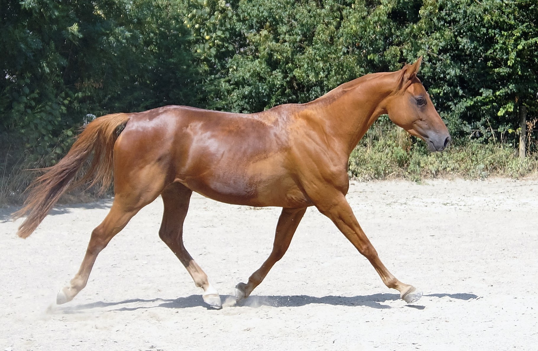 Nos chevaux en compétition - Site de ecuriesdelasource