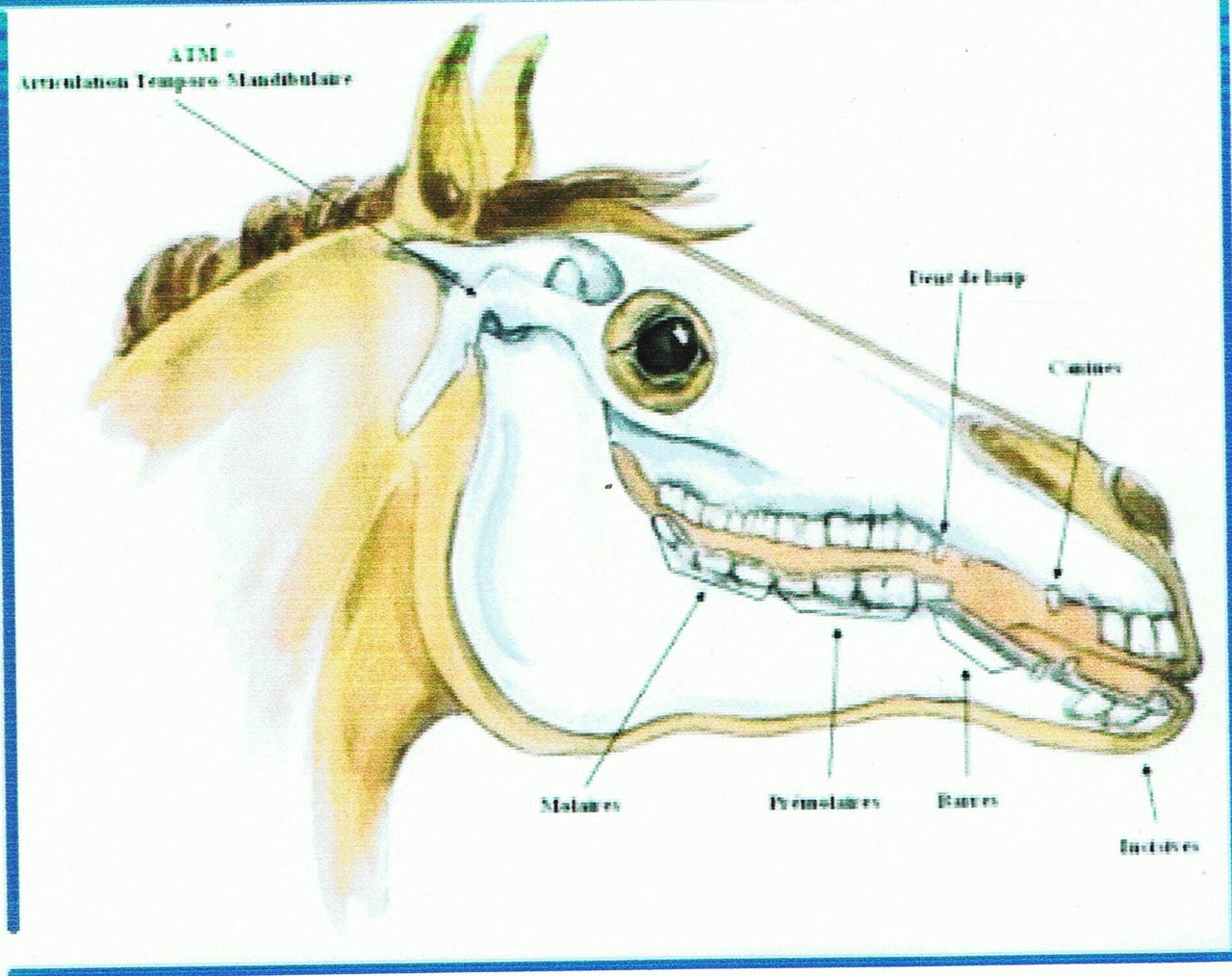 Dentiste équin - Site de ecuriesdelasource