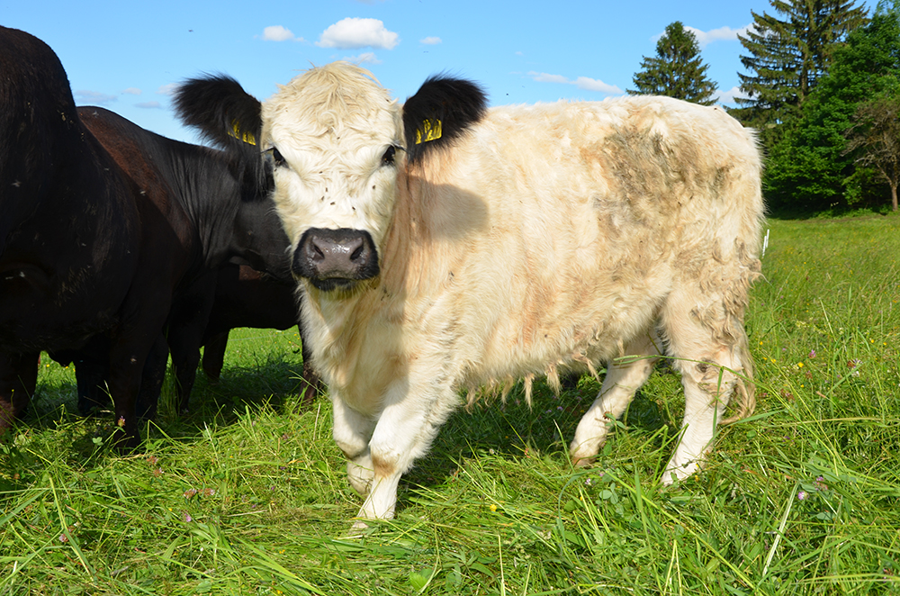 Zur Haltung unserer Angus-Gallowayrinder - Weiderindfleisch - Biohof ...