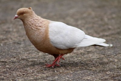 Duiven - Stadsboerderij de Vosheuvel