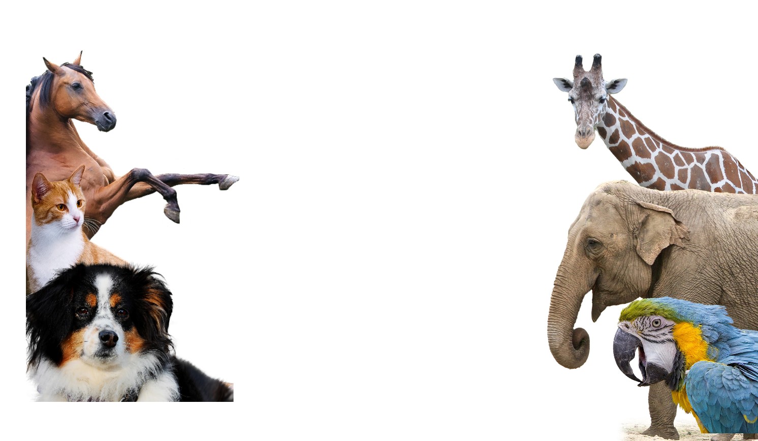 CARTES NOMENCLATURE ANIMAUX - Dictionnaire des animaux