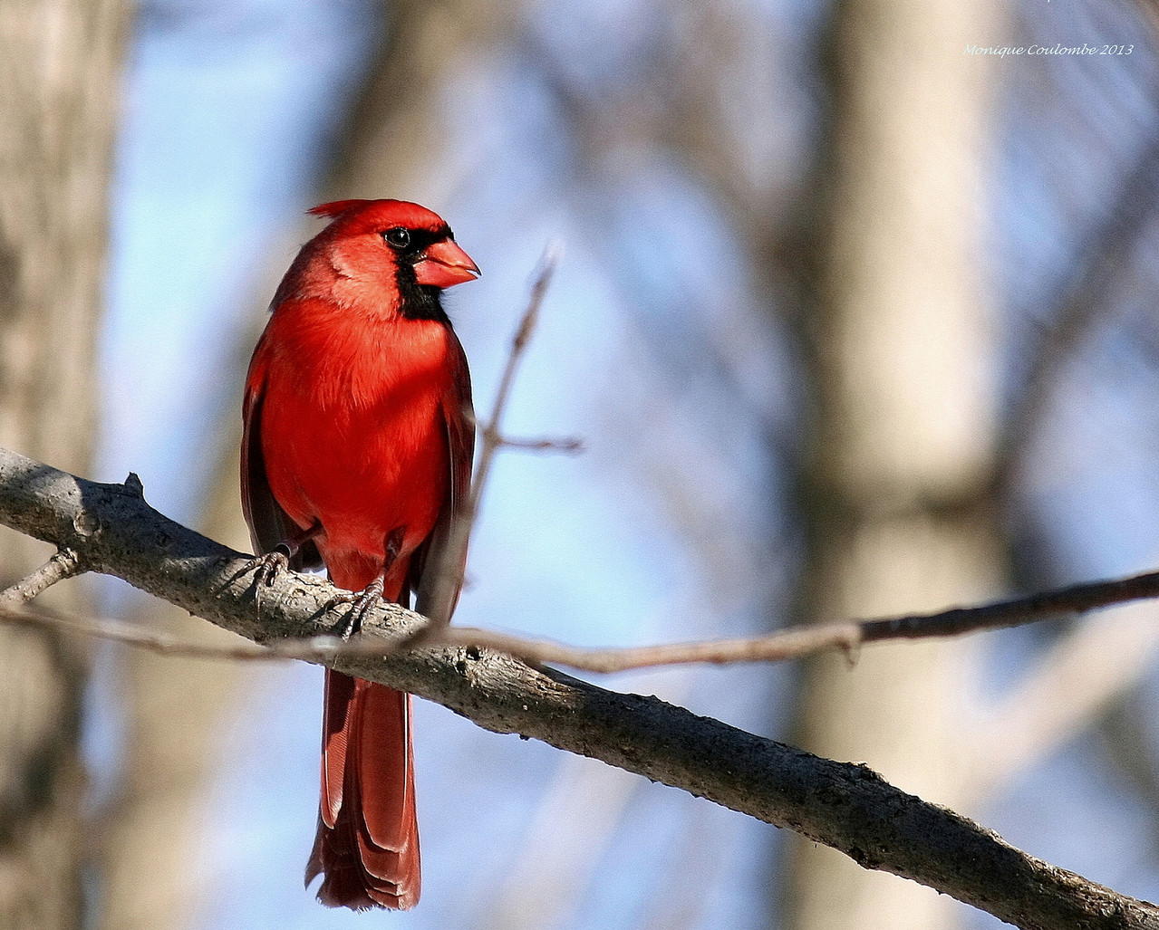 Cardinal rouge : taille, poids, répartition, reproduction ...