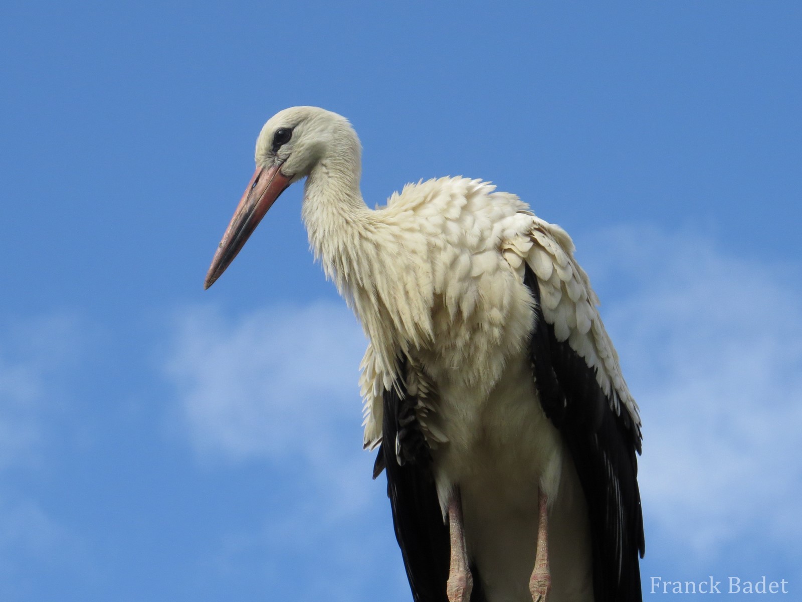 Cigogne blanche : taille, poids, répartition, reproduction ...