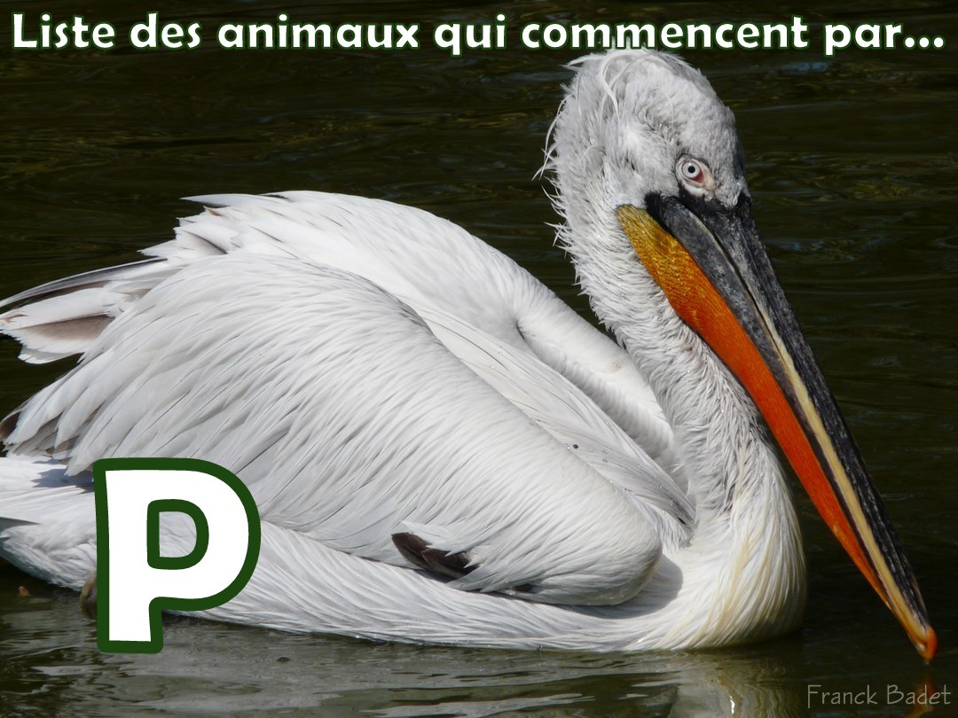 Liste des animaux en P - Dictionnaire des animaux