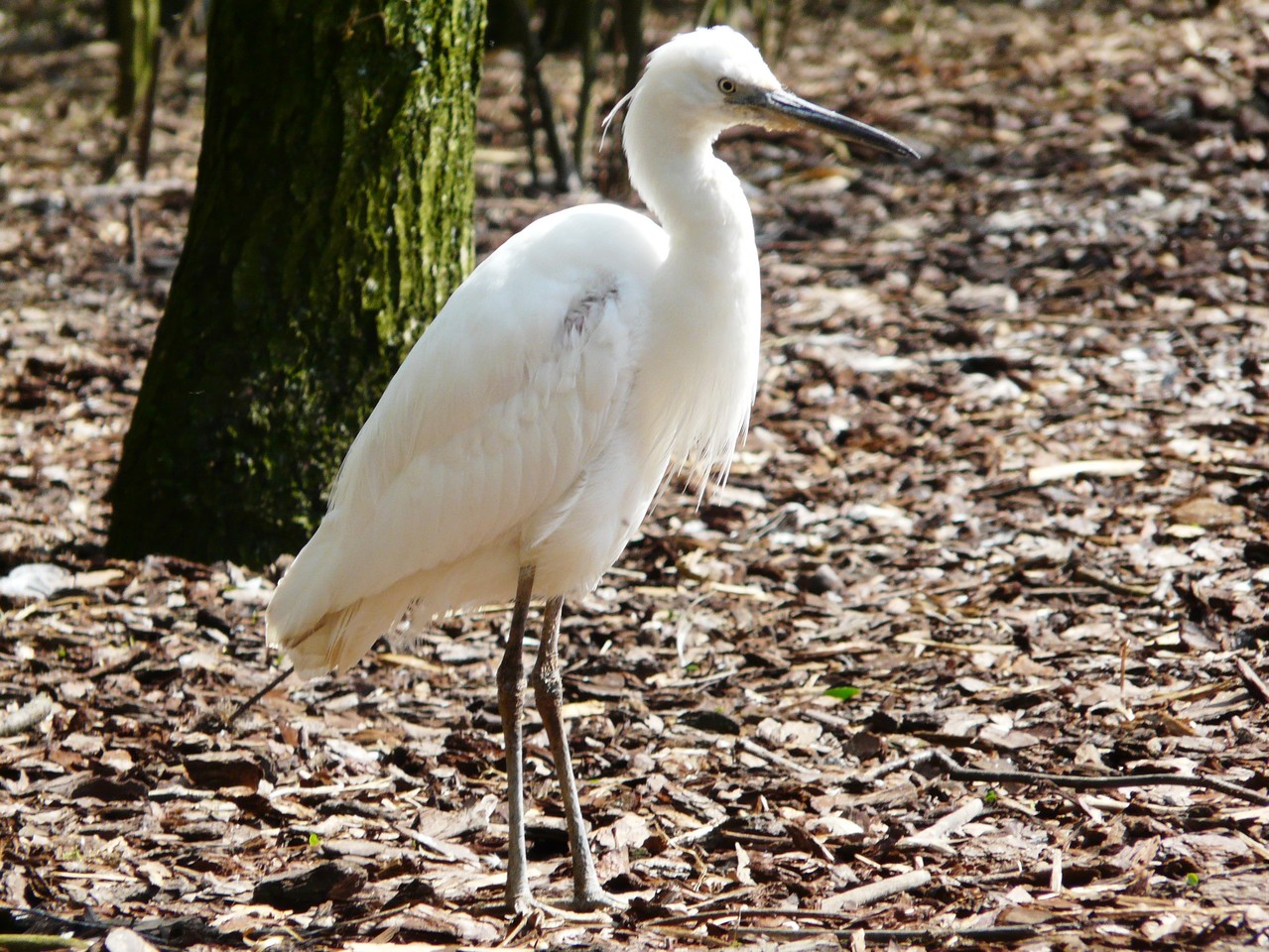 Aigrette garzette : taille, poids, répartition, reproduction ...