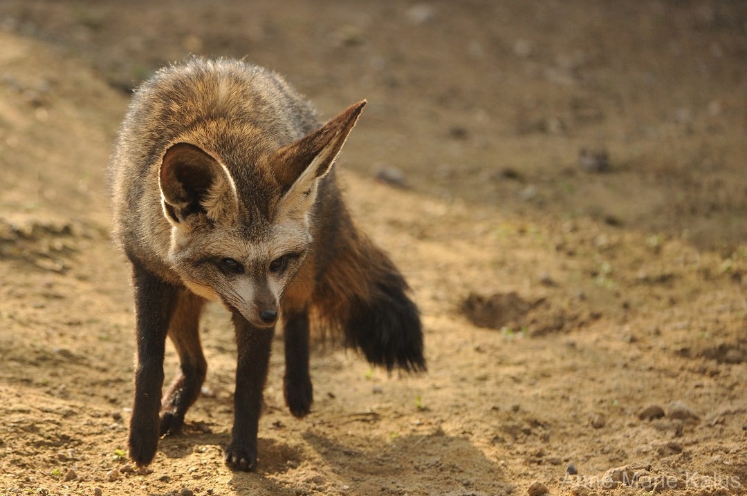 Otocyon : poids, taille, longévité, habitat, alimentation ...