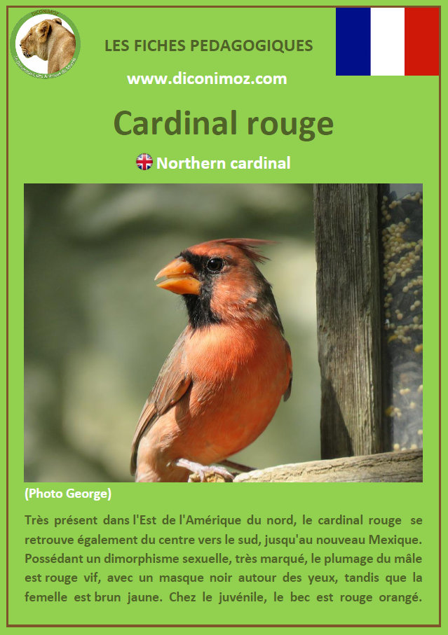 Fiches animaux Canada pdf 1 - Dictionnaire des animaux