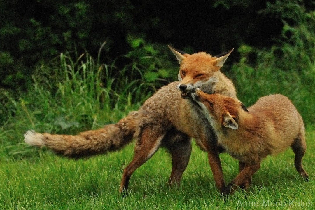 Renard roux : poids, taille, longévité, habitat, alimentation ...