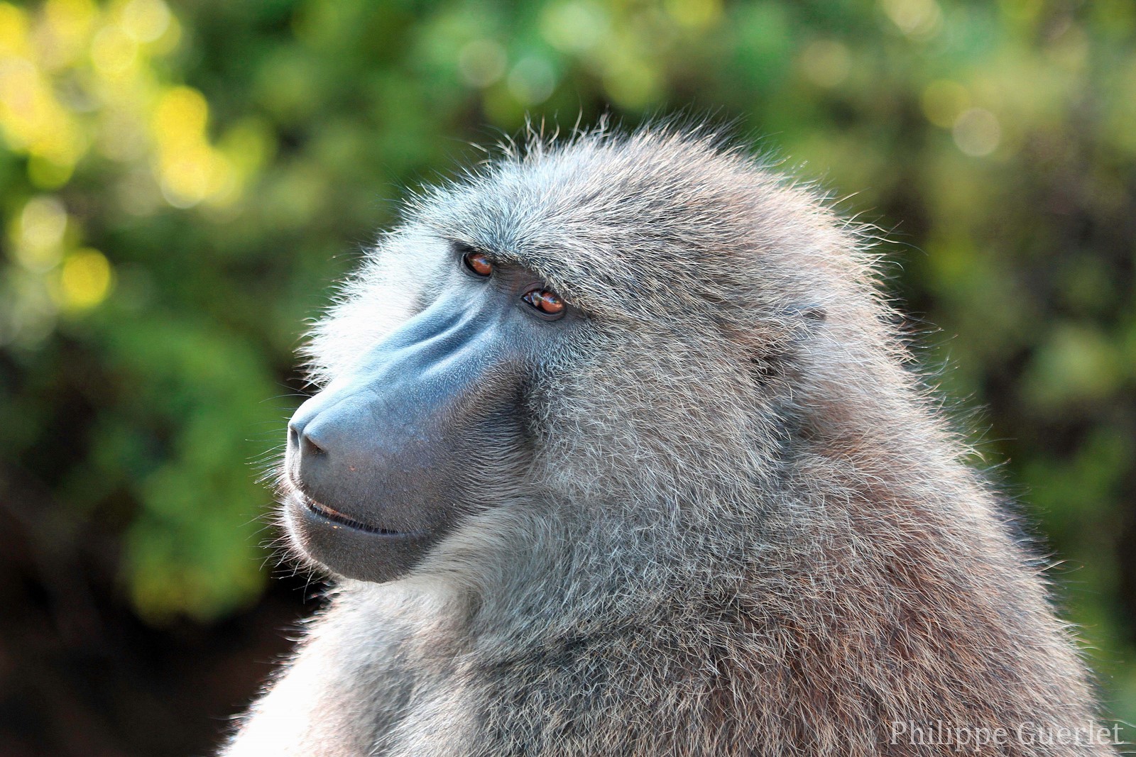 Babouin olive : poids, taille, longévité, habitat, alimentation ...