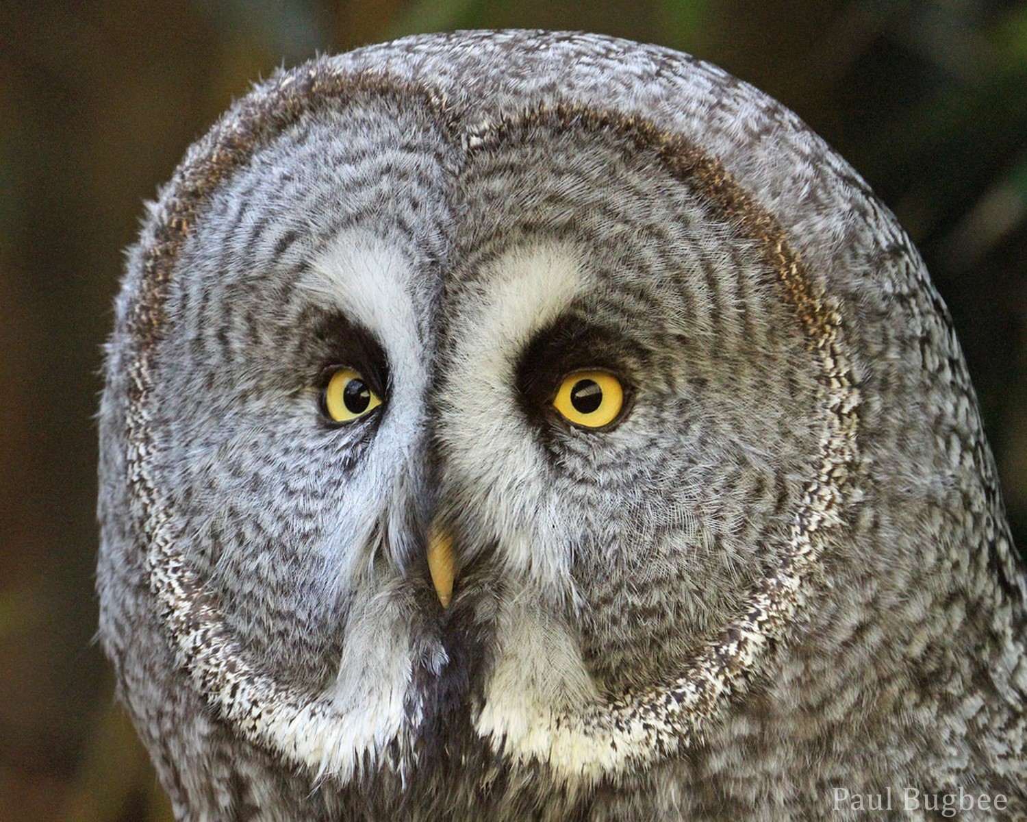 Chouette Lapone : taille, poids, répartition, reproduction ...