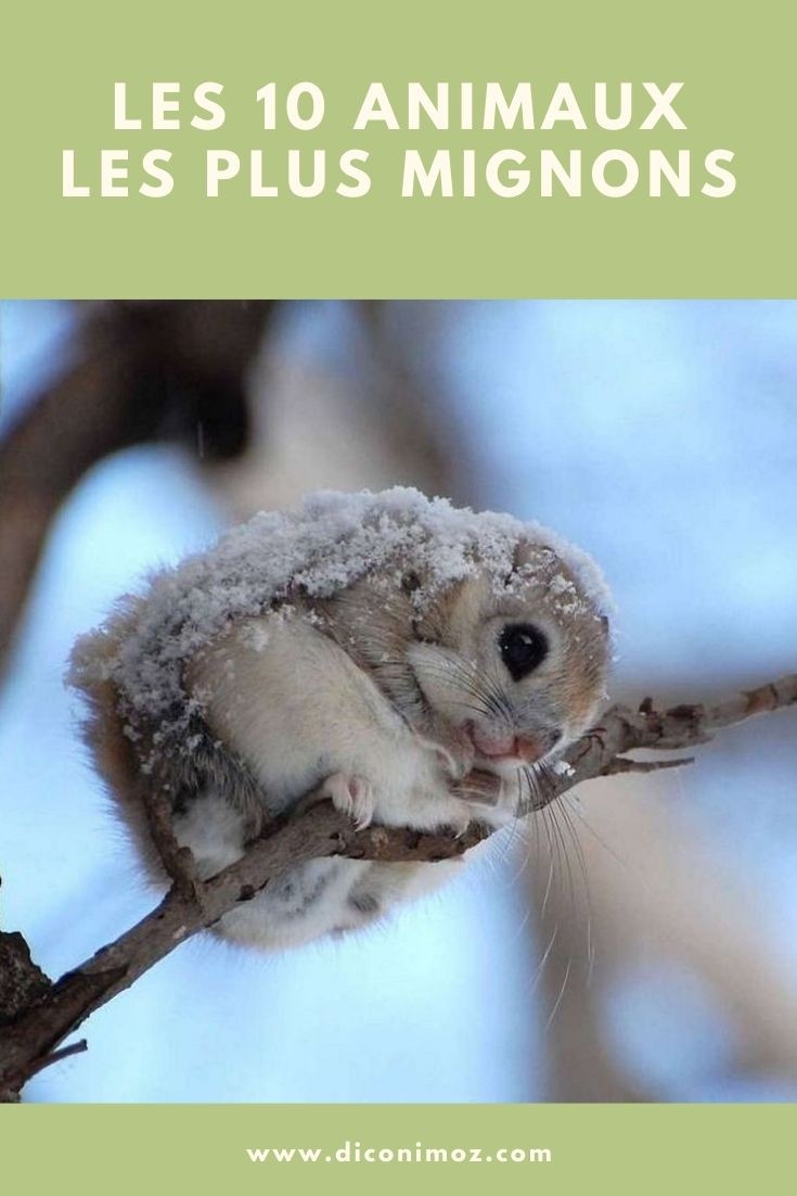 Les 10 animaux les plus mignons - Dictionnaire des animaux