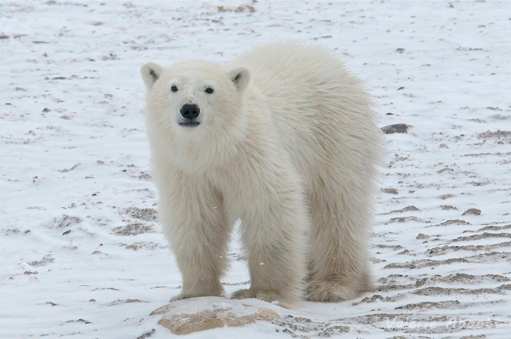 Les Animaux Blancs - Dictionnaire des Animaux - Diconimoz