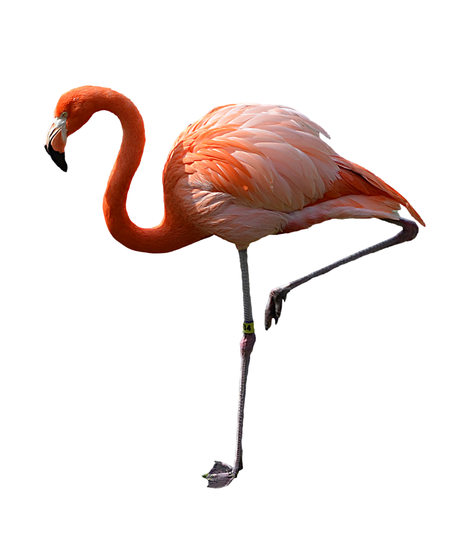 Flamant rose : taille, poids, répartition, reproduction - Dictionnaire ...