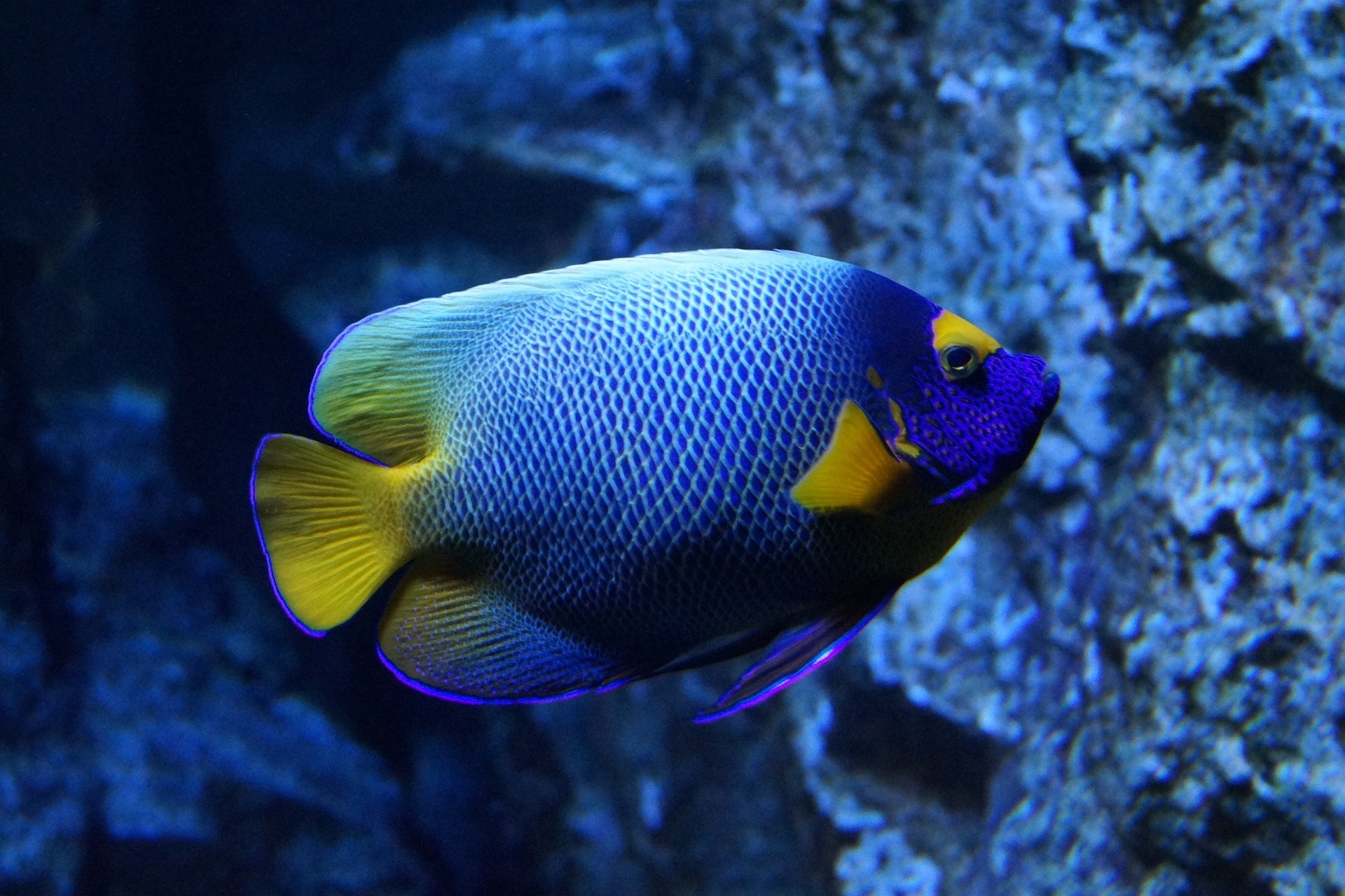 Poisson ange à tête bleue - Dictionnaire des animaux