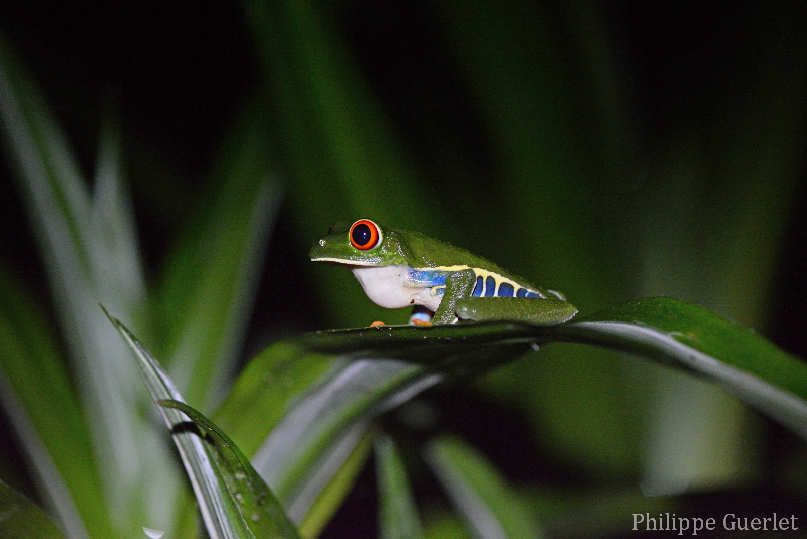 Rainette aux yeux rouges - Dictionnaire des animaux