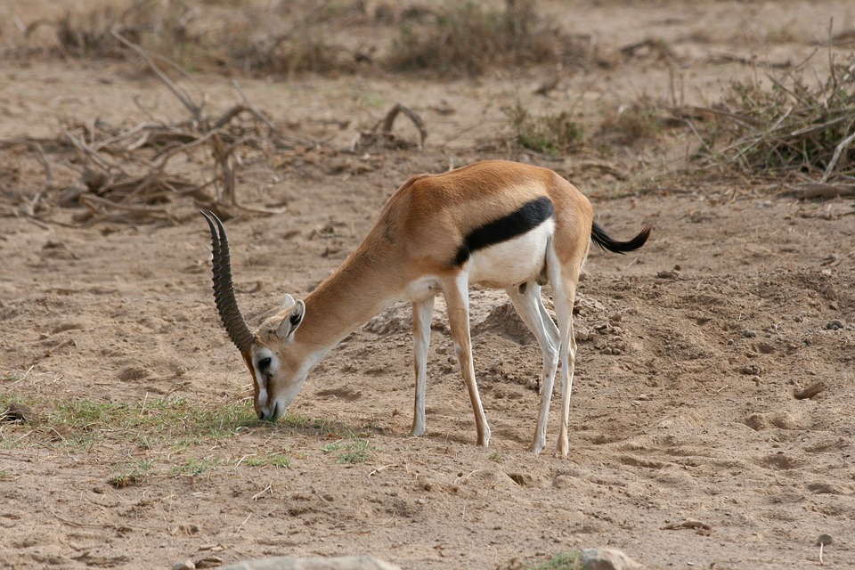 Gazelle de Thomson : poids, taille, longévité, habitat, alimentation ...