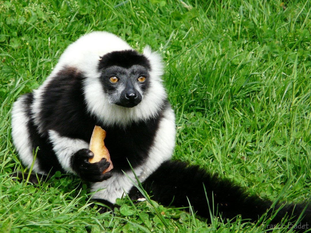 Maki Vari noir et blanc : poids, taille, longévité, habitat ...