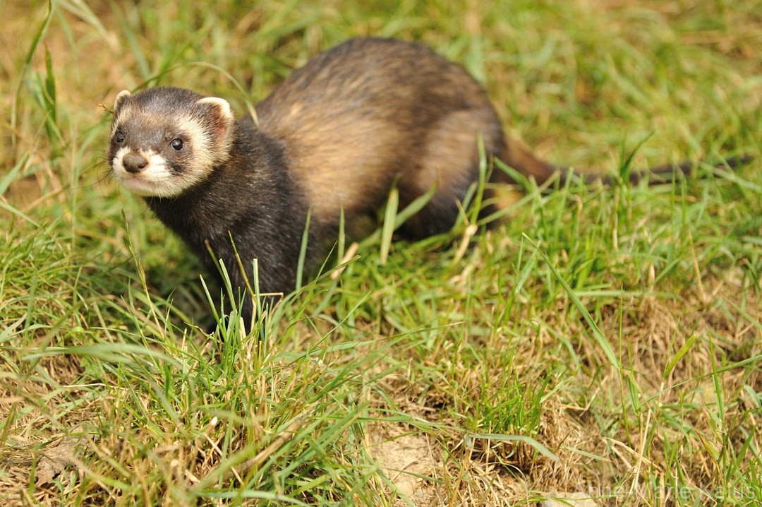 Putois d'Europe : poids, taille, longévité, habitat, alimentation ...